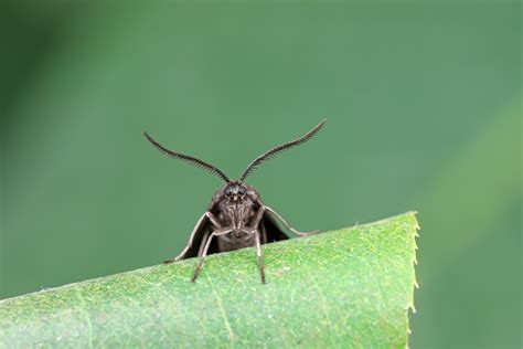 What Do Moths Eat Bug Domain