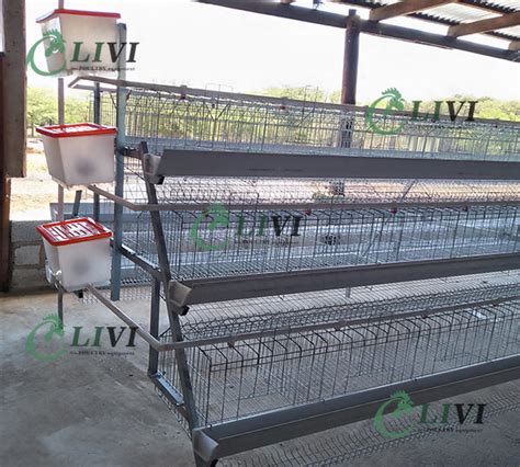 Automatic Poultry Cages 3 Tier A Type Egg Layer Chicken Cage System In