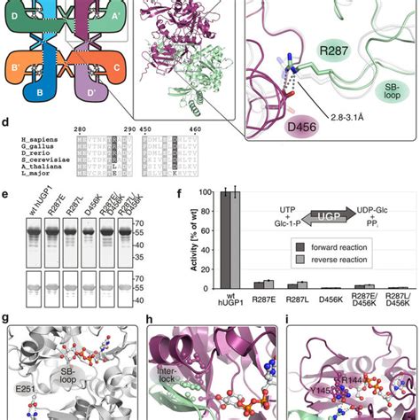 Schematic Representation Of Glucose Glc Metabolism And The Central Download Scientific