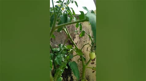 மாடித்தோட்டத்தில் தக்காளி காய்கள் 🍅🍅🍅 Youtube