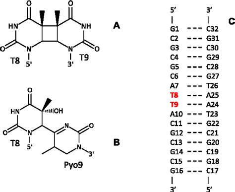 [pdf] Conformational Polymorphism Or Structural Invariance In Dna