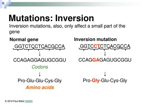 Examples Of Inversion Mutation