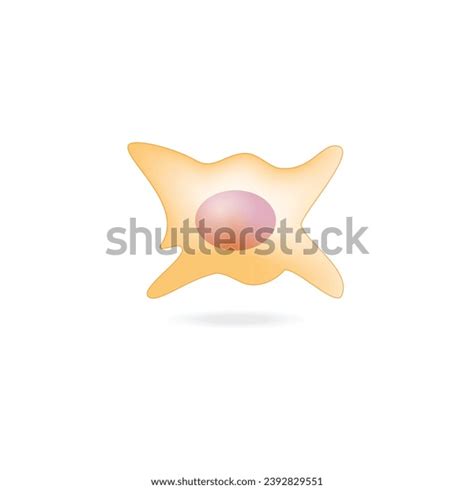 Fibroblast Cell Dermis Connective Tissue Cell Stock Vector Royalty Free 2392829551 Shutterstock