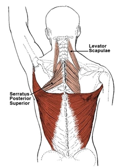 Scalenus Anterior Medius And Posterior The Scalenes Learn Your Muscles