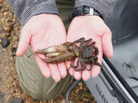 川の生き物の検索結果 Yahoo きっず検索