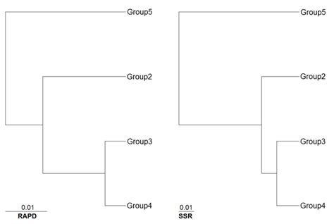Upgma Dendrograms Based On Genetic Distances For Rapd Left And Ssr