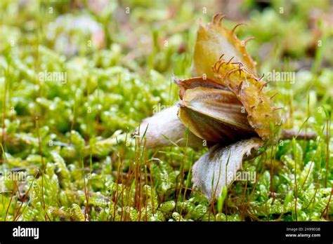 Beech Tree Seed Hi Res Stock Photography And Images Alamy