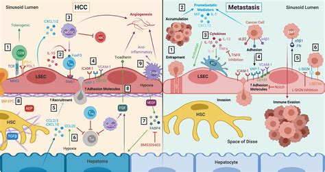 Endothelial Cells At Isabel Spiegel Blog