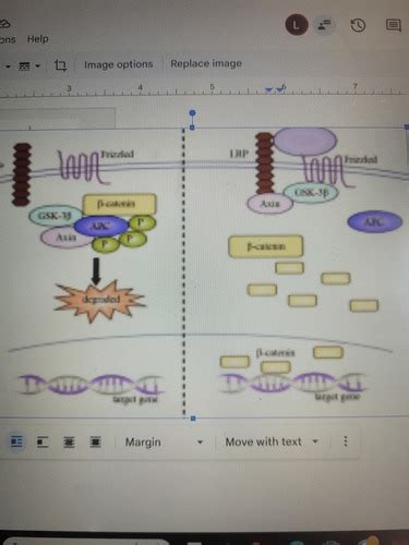 Cell Bio Exam 4 Picture Questions Flashcards Quizlet