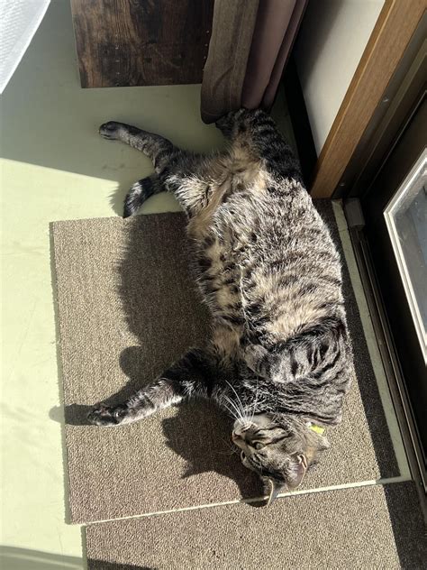 Meet My Cat Botchog 🐱 R Catsofrph