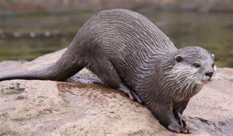 Mexican Animals Facts List Pictures