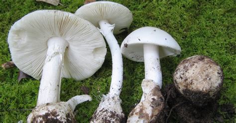 Mushrooms Have More Than Sexes To Reproduce