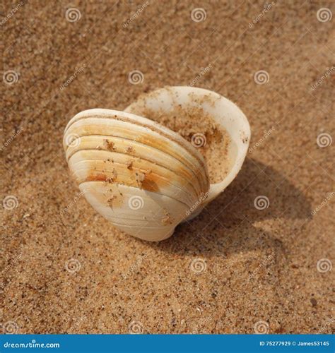 Bivalve Seashell Stock Image Image Of Joined Seashell 75277929