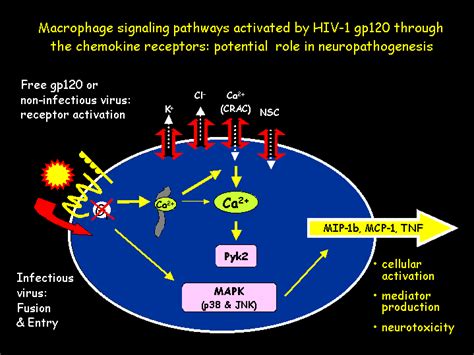 Map Kinase Signaling