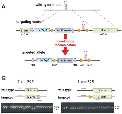 Es Cell Targeting And Pcr Genotyping A Schematic Representation Of A Download Scientific