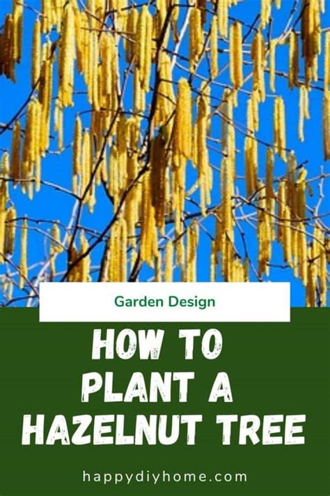 How To Plant A Hazelnut Tree Happy DIY Home