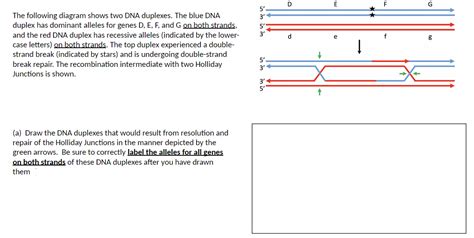 Solved The Following Diagram Shows Two Dna Duplexes The