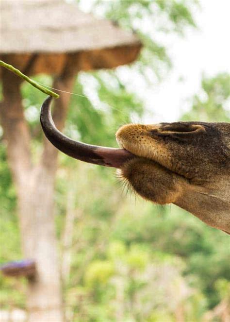 Giraffe Tongue Purple