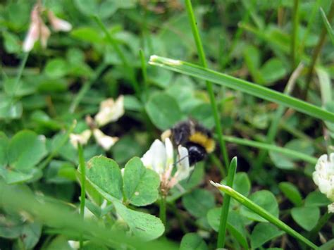 Bumblebee Bumblebee Sound Effects Library Asoundeffect Com