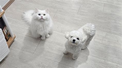 강아지랑 고양이를 같이 키우면 생기는 일 Youtube