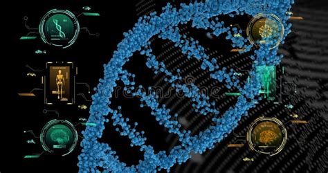 Animation Of Blue Dna Strand Human Brain And Body With Scientific Data Processing Stock Footage