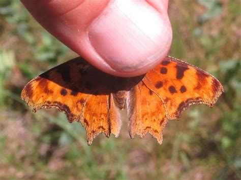 Polygonia Gracilis Zephyrus Polygonia Gracilis Bugguidenet