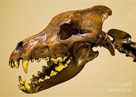 Dire Wolf Skull Fossil Photograph By Millard H Sharp
