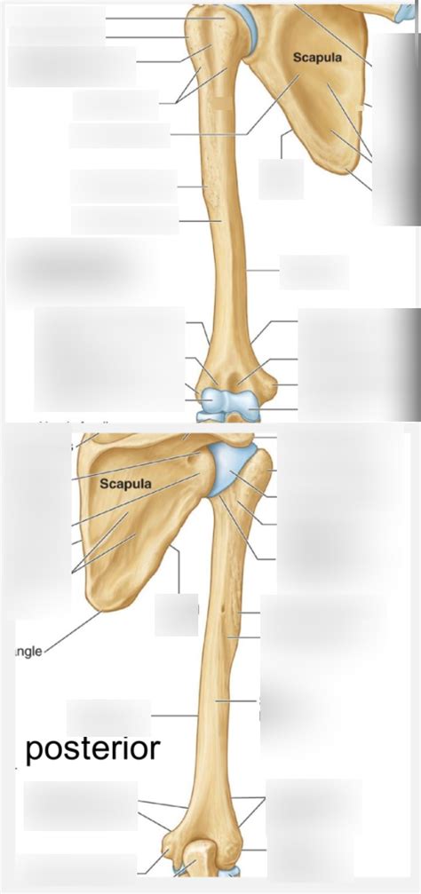 Humerus Features Labeling Diagram Quizlet