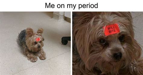 50 Times When Shes On Her Period” Meme Was Better Than Chocolate Bored Panda