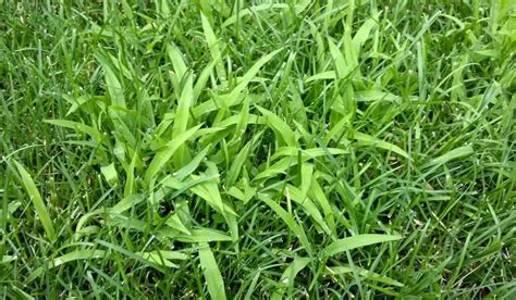Killing Crabgrass Which Homemade Crabgrass Killer To Use