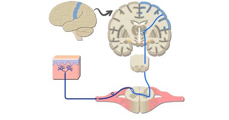 Examples Of Somatic Nervous System Pathways Getbodysmart