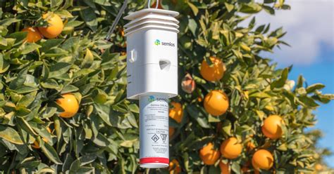 Crop Management Solutions For Citrus Semios Citrus