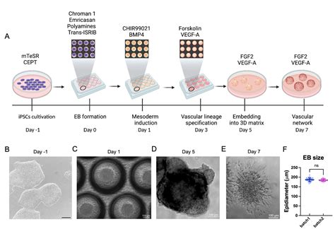 Vascular Organoid Generation From Human Induced Pluripotent Stem Cells