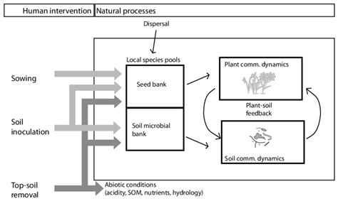 1 Simplified Conceptual Framework Of Community Development During Download Scientific Diagram