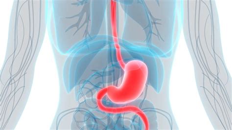 Scientists Create Human Esophagus In Stem Cell First