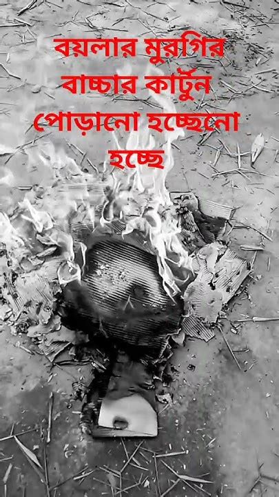 বয়লার মুরগির কার্টুন Youtube