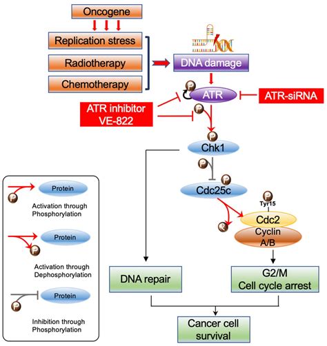 Schematic Of The Atr Chk1 Pathway The Oncogene Promotes Replication