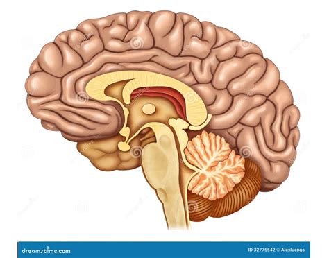 Median Sagittal Brain Anatomy Quiz
