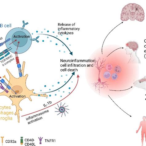 Cd137l Is Expressed On Antigen Presenting Cells Including Monocytes Download Scientific