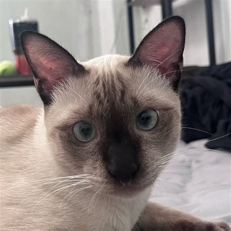 Tangmo Thanks More Threads Say More