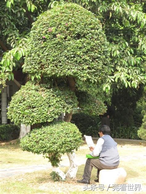 東莞樟木頭街頭紀實 每日頭條