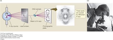X Ray Diffraction Pattern Dna X Ray Diffraction Image Of Dna Poster By