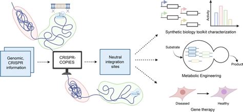 Crispr Copies An In Silico Platform For Discovery Of Neutral Integration Sites For Crispr Cas