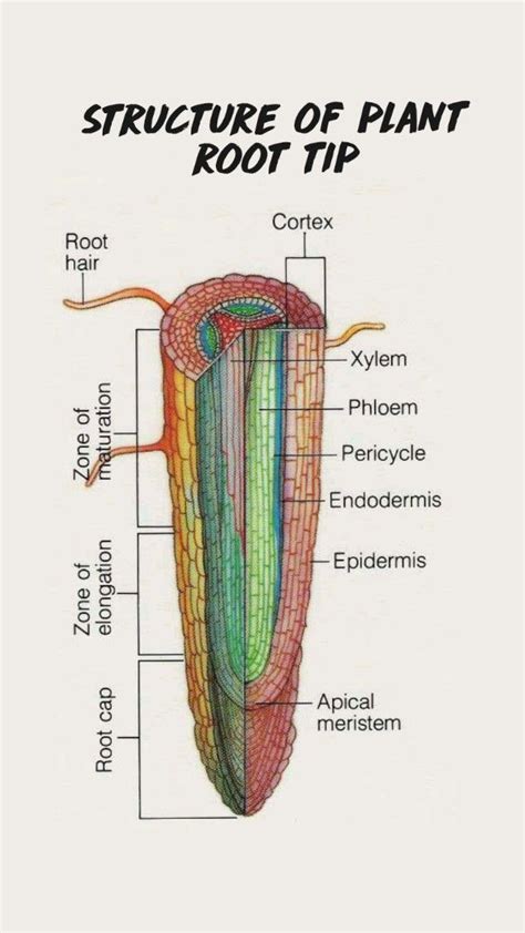 Structure Of Plant Root Tip Biology Plants Biology Lessons Teaching