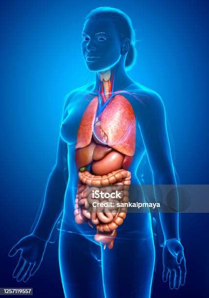 여성 내부 장기의 의학적으로 정확한 그림을 렌더링 한 3d 렌더링 과학에 대한 스톡 사진 및 기타 이미지 과학 대동맥 대