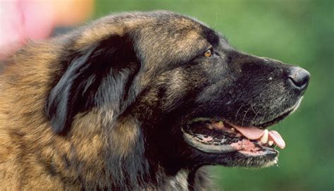 Cão Da Serra Da Estrela Clube Português De Canicultura