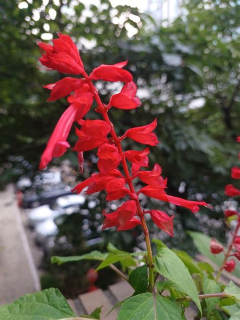 12월 18일 탄생화 세이지 샐비어 사루비아 전설