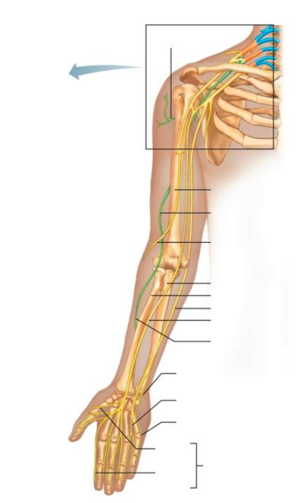 Upper Limb Nerves