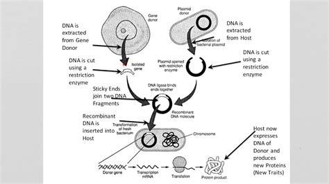 What Is A Vector In Genetic Engineering