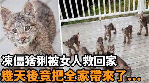 暴雪來襲，凍僵猞猁被女人救帶回家！幾天後牠竟拖家帶口找上門！ Youtube